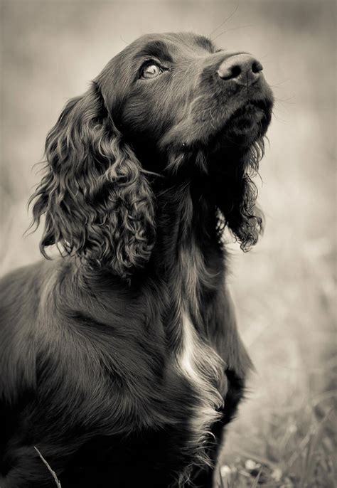 Cocker Spaniel Dog Review At Sherlyn Weiss Blog