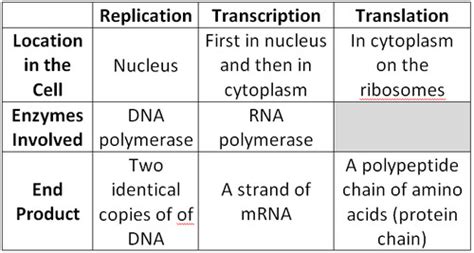 Transcription And Translation Chart