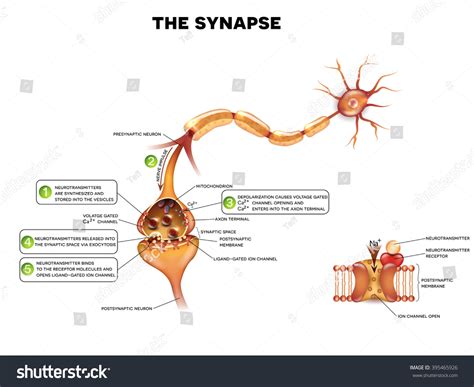 Synapse Over 7567 Royalty Free Licensable Stock Vectors And Vector Art