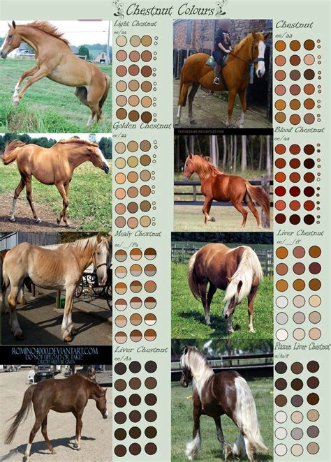 Complete Guide To Horse Coat Colors Patterns Faq S Included Artofit