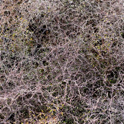 Corokia Cotoneaster Riverside Horticulture Growing For Large