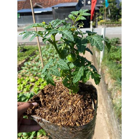 Jual Tanaman Tomat Mini Mikro Tomat Cherry Red Rubbin Shopee Indonesia