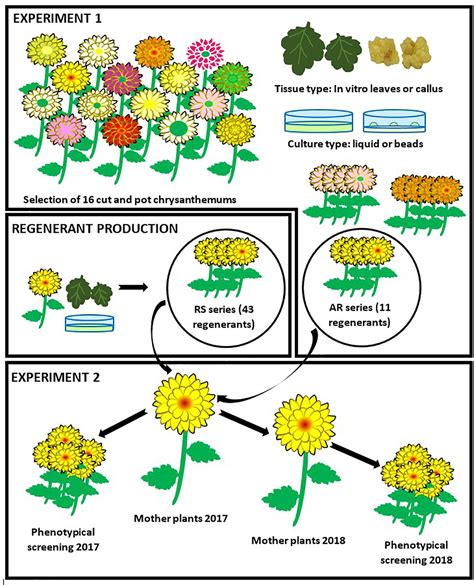 What Is Clonal Selection In Plant Breeding At Jackie Roberts Blog