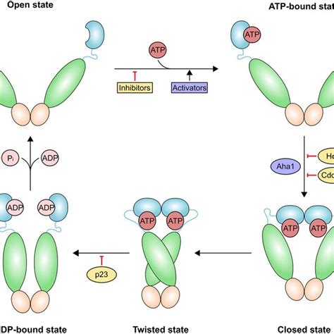 Schematic Representation Of The Hsp90 Conformational Cycle Hsp90