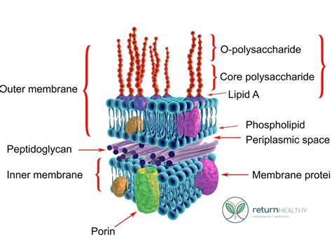 The Benefits Of Phospholipids Return Healthy