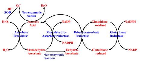 Asada Halliwell Pathway Of Hydrogen Peroxide Scavenging And Ascorbic