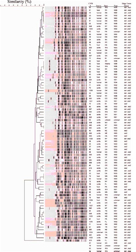 Figure 1 From Evaluation Of Molecular Typing Methods For Escherichia