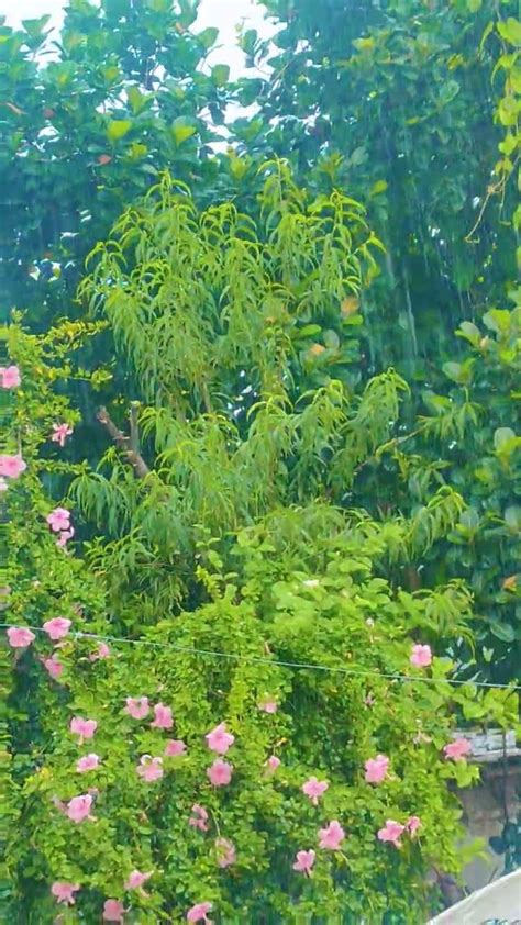 Barish Aayi Hai🌧️🌧️ Youtube