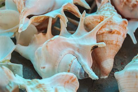 Dsource Tools And Raw Materials Seashell Art Work Kanyakumari Tamil Nadu Dsource