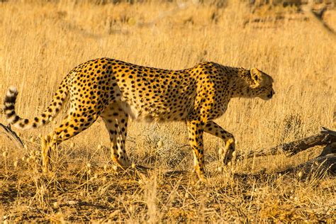 Südafrikanischer Gepard (Acinonyx … – Bild kaufen – 71167096 Image ...