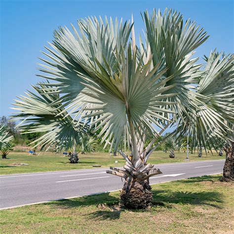 Palms Home And Garden Center Flowers Pottery Garden Supplies Trees