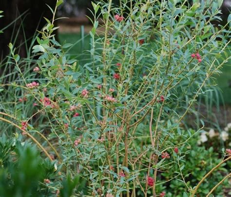 Pink Lemonade Blueberry Plants Live Edible Fruit Shrubs