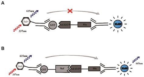 A Homogeneous Time Resolved Fluorescence Based High Throughput