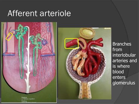 Vasodilation Of Afferent Arteriole At Douglas Borba Blog