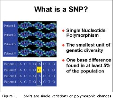 Figure 1 From A Primer On SNPs Part 1 Single Nucleotide Polymorphisms