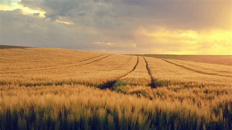 Dry Grass Landscape At Denise Feliciano Blog