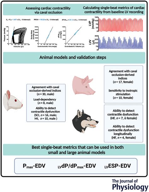 A cross‐species validation of single‐beat metrics of cardiac contractility - Ahmadian - 2022 ...
