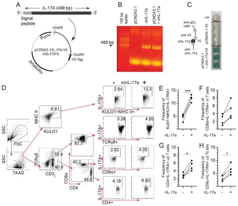 Overexpression Of Recombinant Chicken Il 17a Rchil 17a Cloning Of Download Scientific