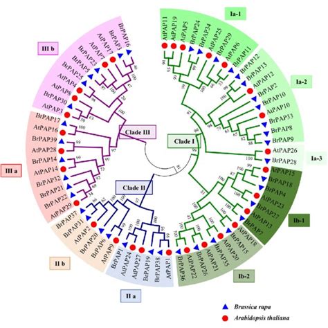 phylogenetic relationships of brpap and atpap genes multiple protein