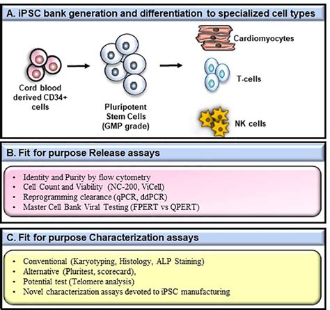 A Illustration Of Ipsc Cell Bank Generation From Cd34 Cells And Download Scientific Diagram