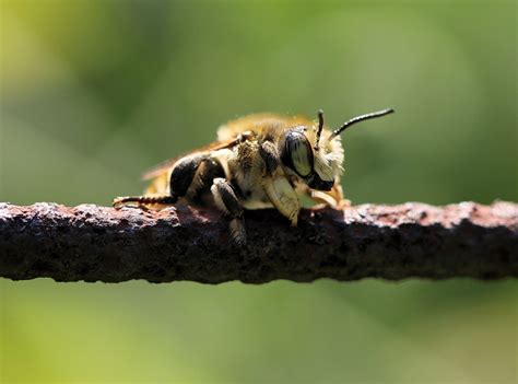 Different Types Different Types Bees