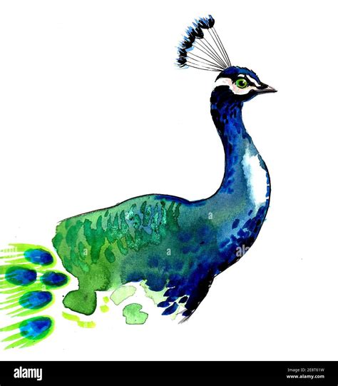 Peacock Bird Drawing