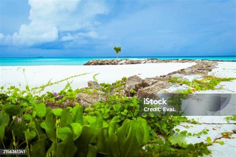 청록색 바다 물 해안 배경 와 백사장 해변 와 녹지 와 야생화 와 와 바닷가 바닷가 아름 다운 낭만적 인 몰디브 섬 열대 풍경 파노라마 엽서 0명에 대한 스톡 사진 및 기타