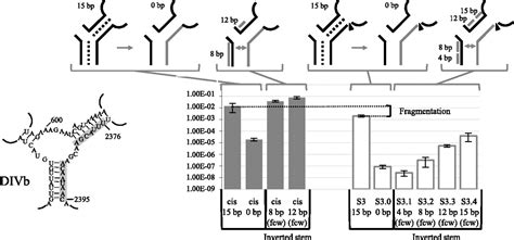 Contribution Of Base Pairing Interactions Between Group Ii Intron