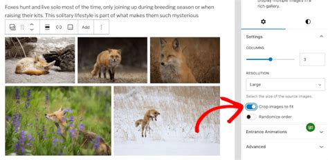 How To Add And Align Images In WordPress Block Editor Gutenberg