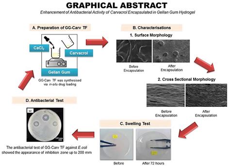 Preparation Characterisation And Antibacterial Activity Of Carvacrol Encapsulated In Gellan Gum
