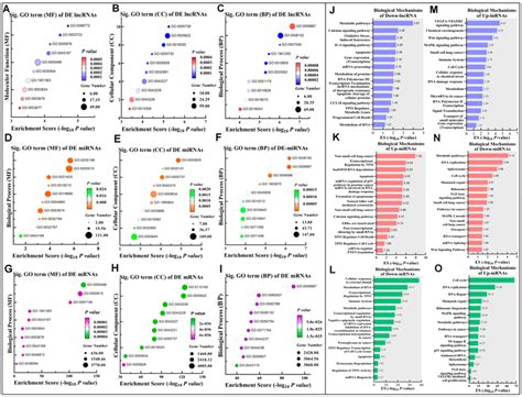 Biological Profiles Of De Lncrna Mirna And Mrna Transcripts A Top Download Scientific