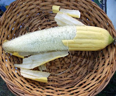 How To Dry Out Luffa Gourds At Limaitureteblog Blog