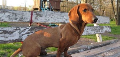 What Is The Life Span Of A Dachshund Sweet Dachshunds