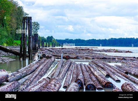 Logs Floating In River For Timber Transport Logging Industry And