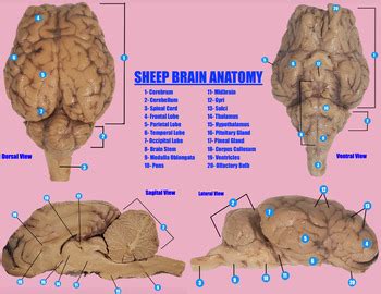 Preserved Dissection Brain Anatomy Lab Preserved Sheep Brain Specimen