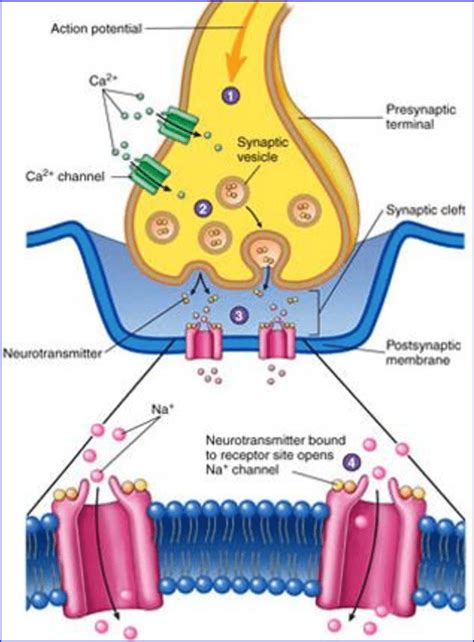 14 Chemical Transmission At A Synapse Download Scientific Diagram