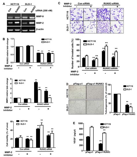 RUNX3 Inhibits The Metastasis And Angiogenesis Of Colorectal Cancer