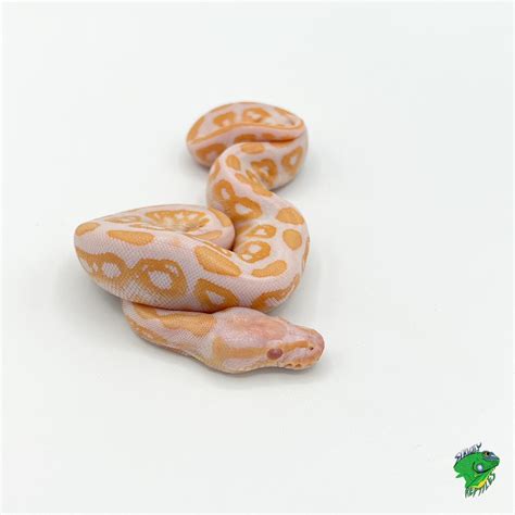 Albino Black Pastel Ball Python Hatchling Strictly Reptiles Inc