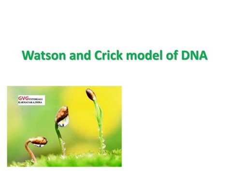 Watson And Crick Model Of Dna Pptx