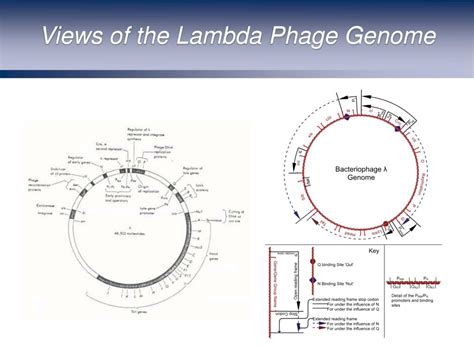 Ppt The Parts List Of A Virus Powerpoint Presentation Free Download