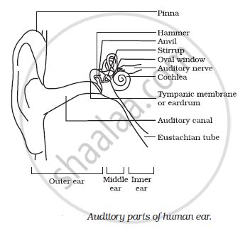 Explain How The Human Ear Works Science Shaalaa