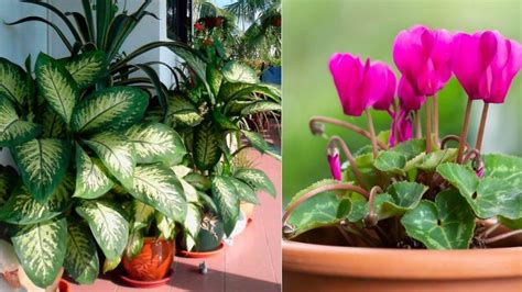 Красивы но опасны 5 растений которые нельзя держать дома