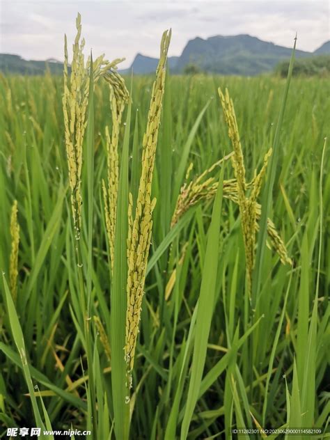 稻谷摄影图 田园风光 自然景观 摄影图库 昵图网