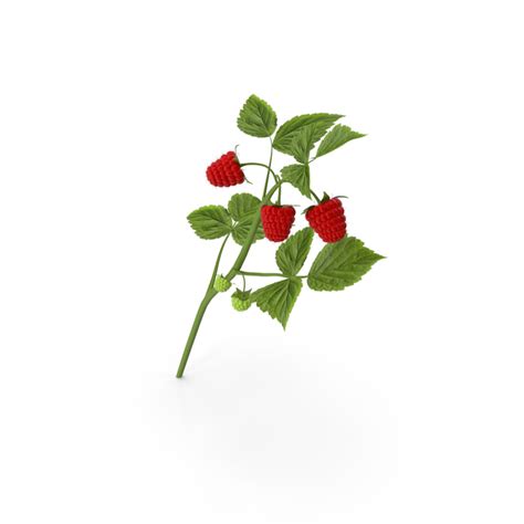 Raspberry PNG Images PSDs For Download PixelSquid S B