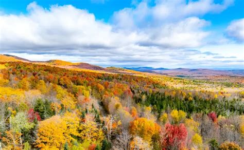 Deciduous Trees Explained Top Varieties Care Tips And Seasonal Beauty