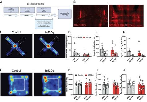 Chemogenetic Activation Of Bnst Sst Neurons Showed No Substantial Download Scientific Diagram
