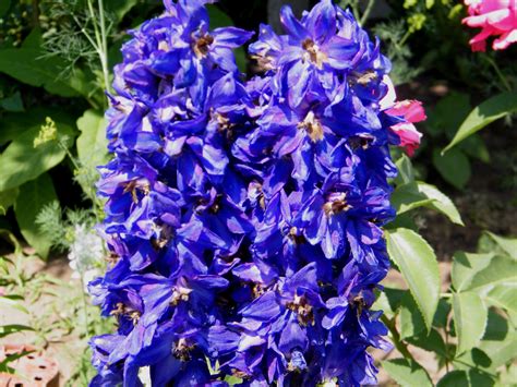 Выращивание дельфиниума (70 фото): сорта, условия, из семян, в открытом ...