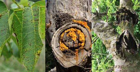 Understanding And Managing Tree Fungus Splintered Forest Tree Services
