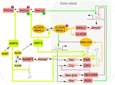 Molecular Interaction Network Of The Mathematical Model Download Scientific Diagram