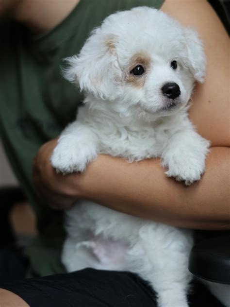 Безкоштовне стокове фото безпека цуценят білий вираз цуценя вірний